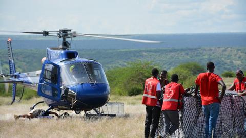 Saving the giant pangolins of Nyakweri Forest | Airbus